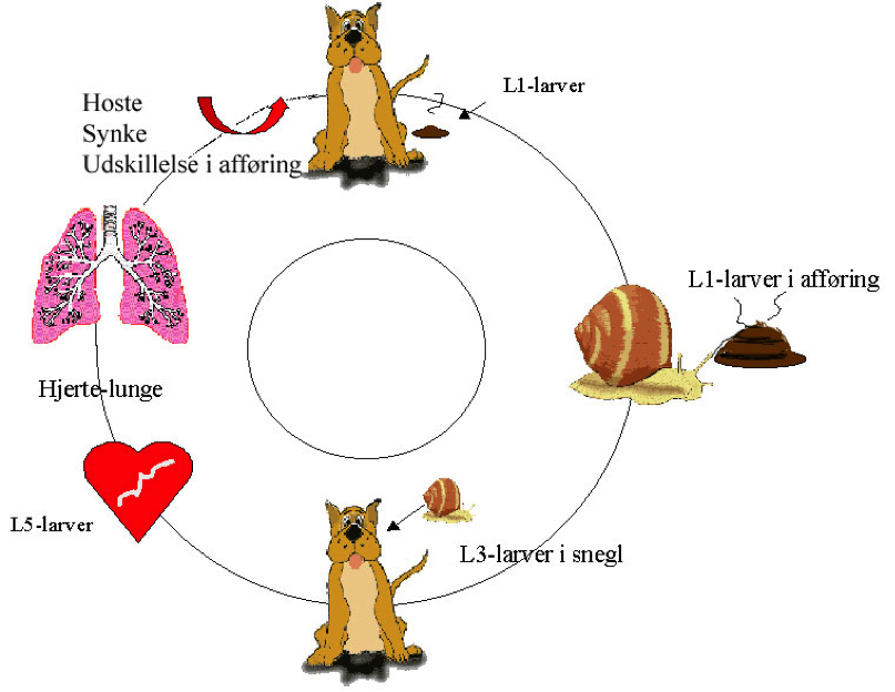 Dyrehospitalet i Store Heddinge informerer